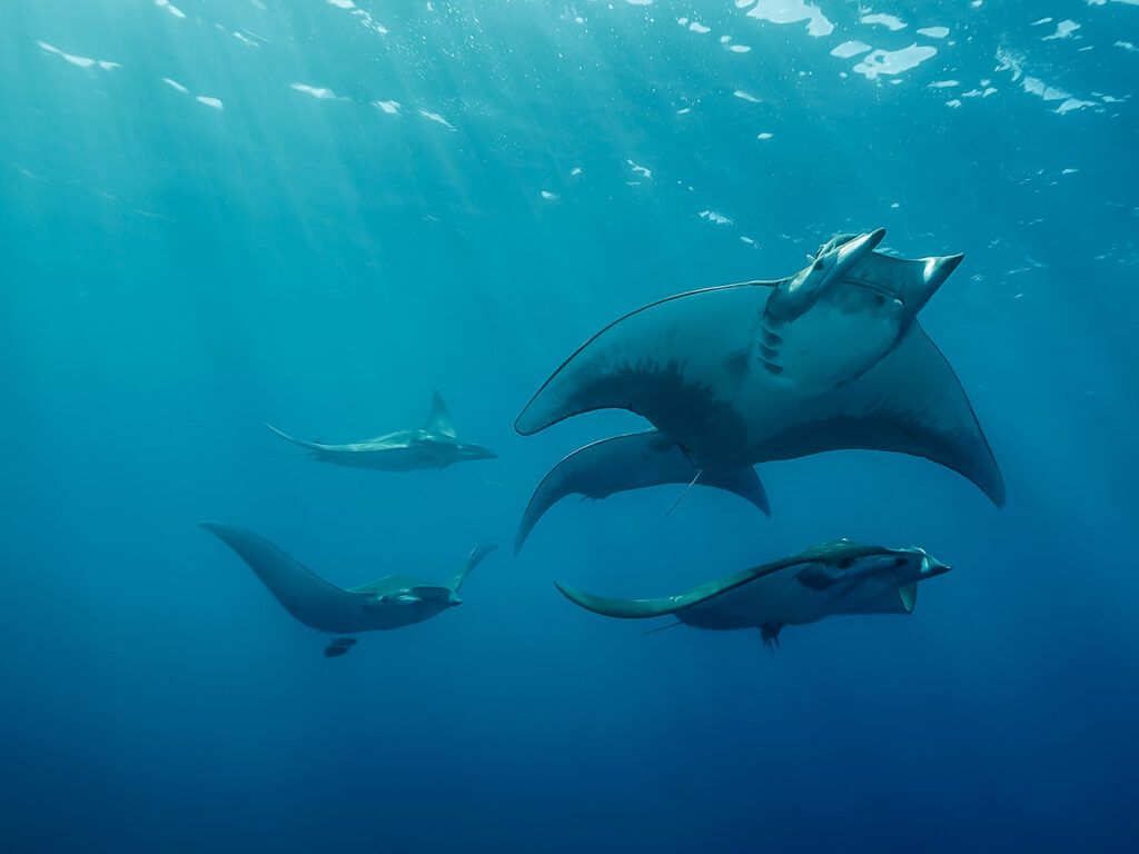 Princess Alice Bank | A Diver's Dream - Azores | Insidertrip